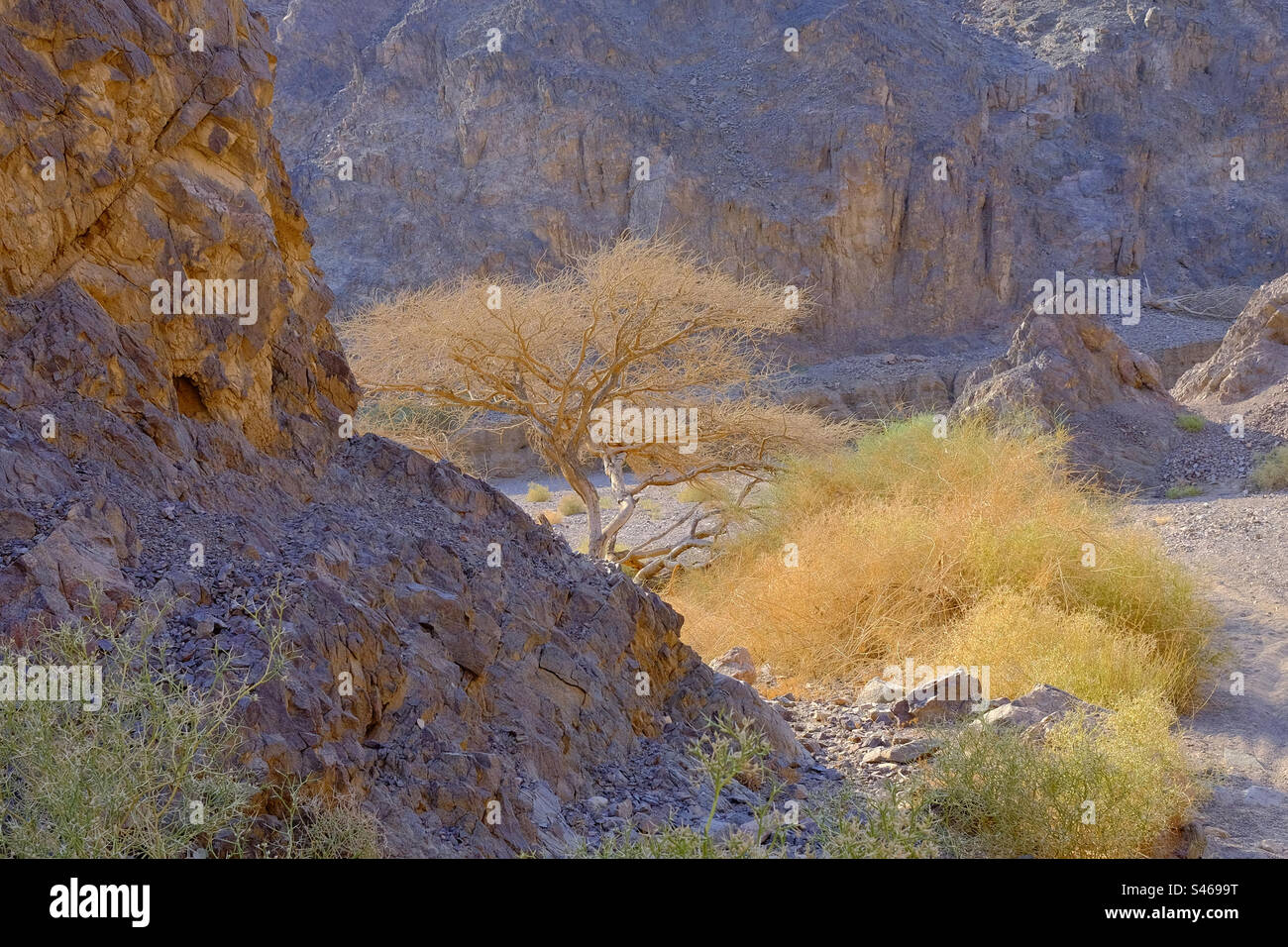 Trees and rocks at desert Stock Photo - Alamy
