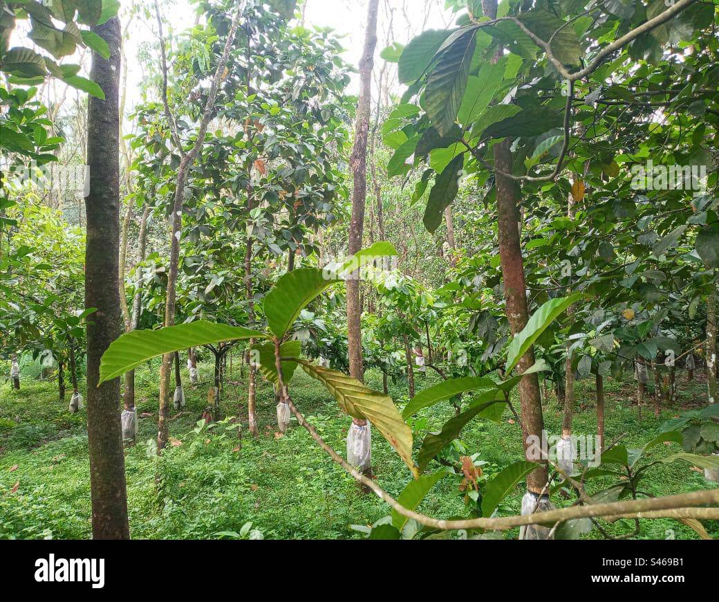 Beautiful scenery of rubber estate hi-res stock photography and images ...