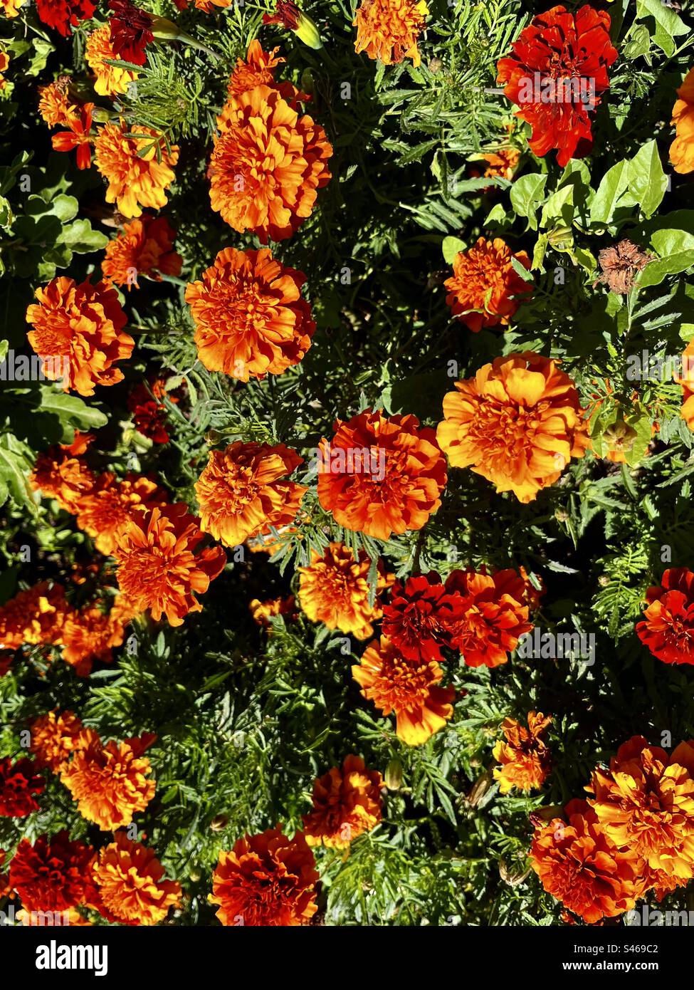 Marigold flower with leaves hi-res stock photography and images - Alamy