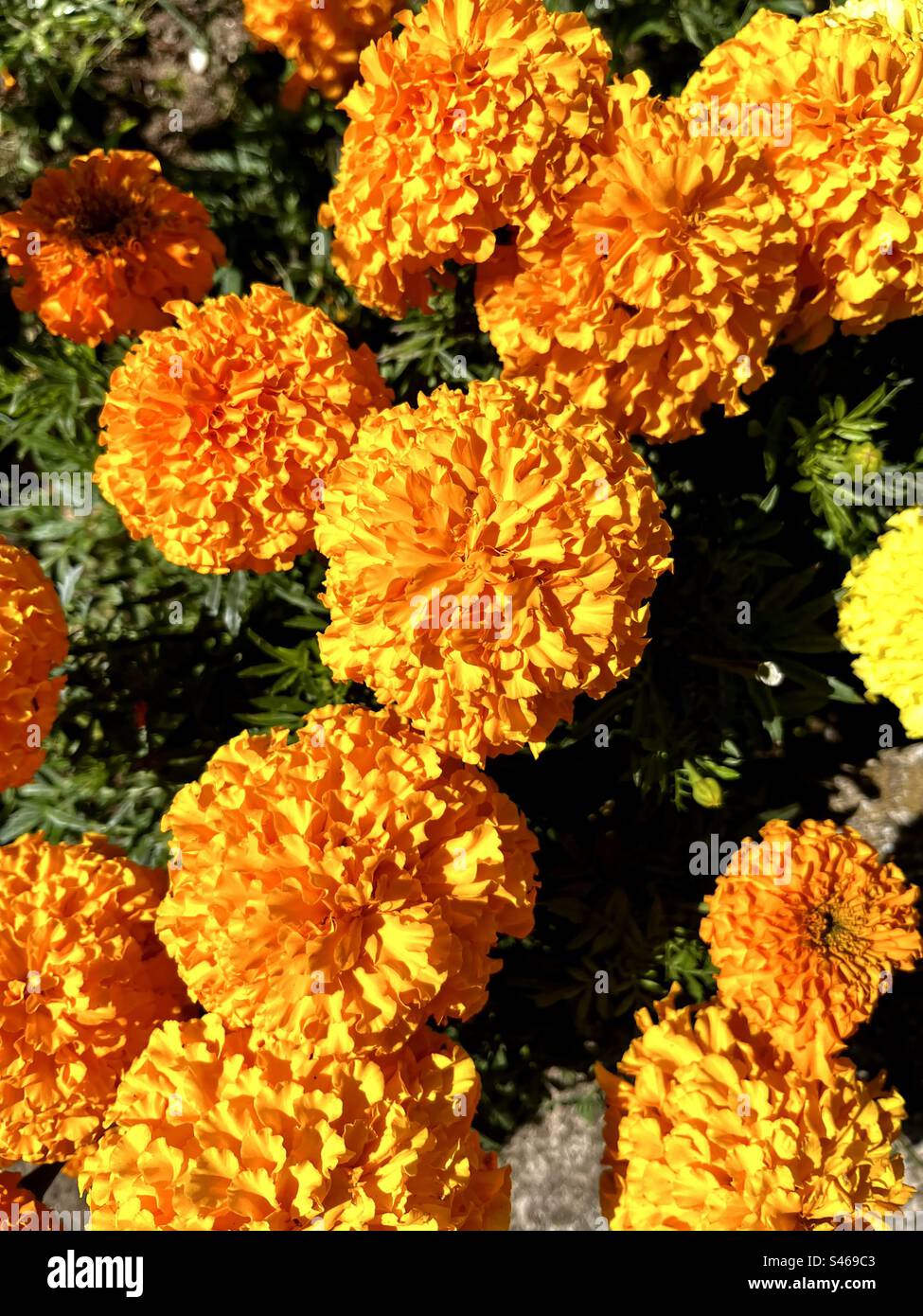 Marigold in bloom hi-res stock photography and images - Alamy