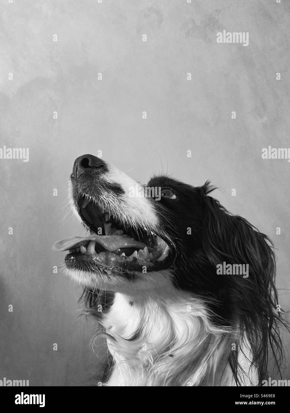 Sprollie dog hi-res stock photography and images - Alamy