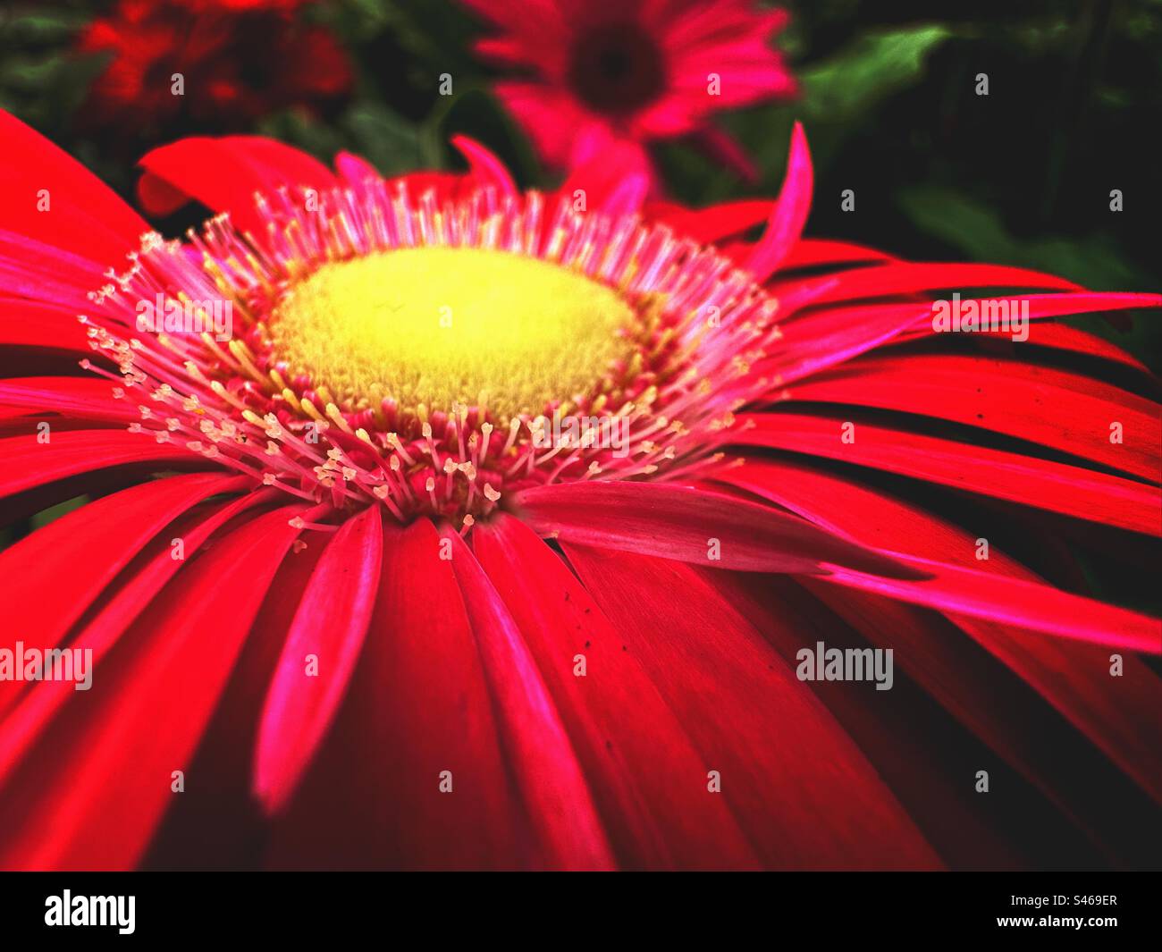 Yellow and deep red petals hi-res stock photography and images - Alamy
