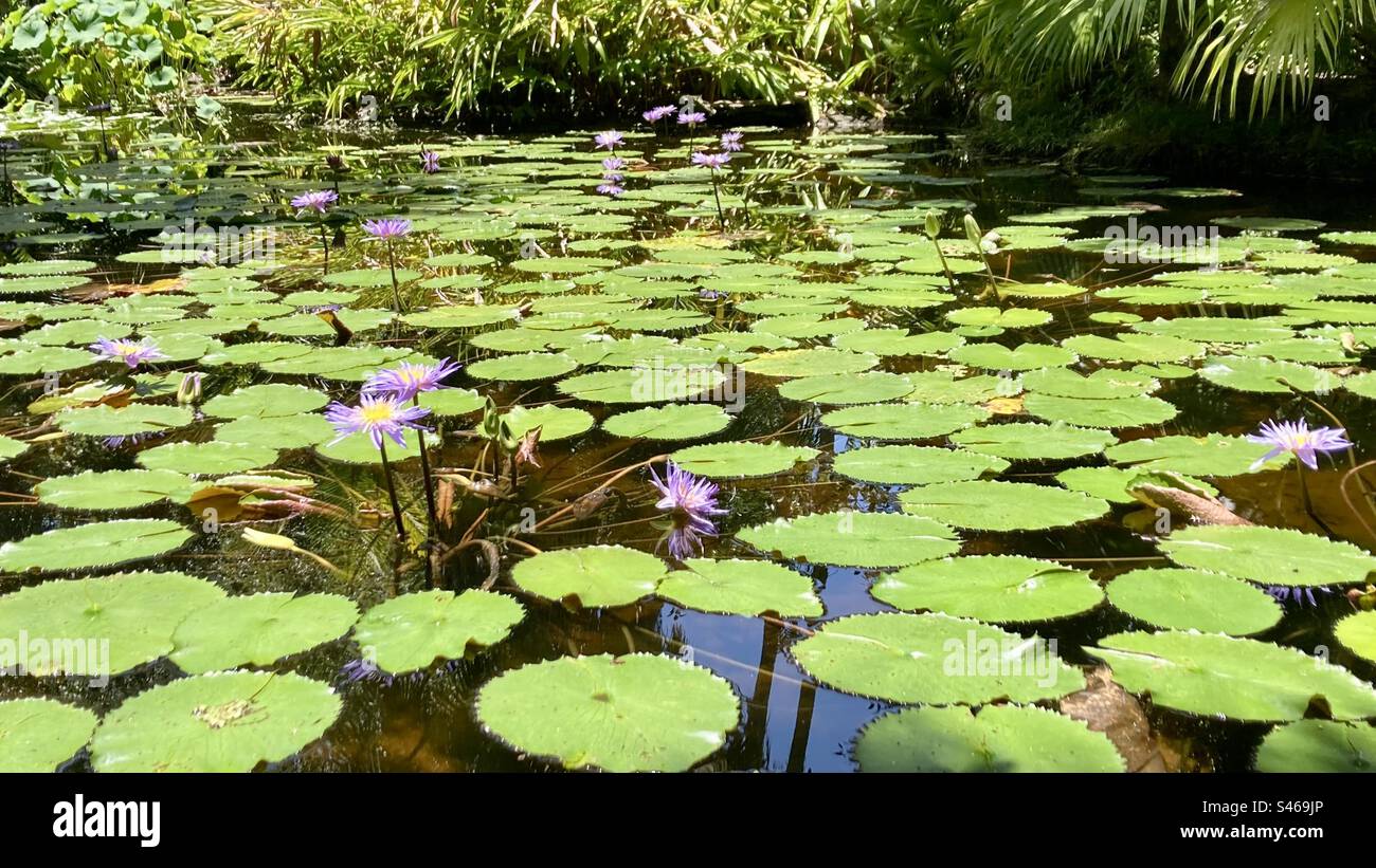 Aquatic lilly hi-res stock photography and images - Alamy