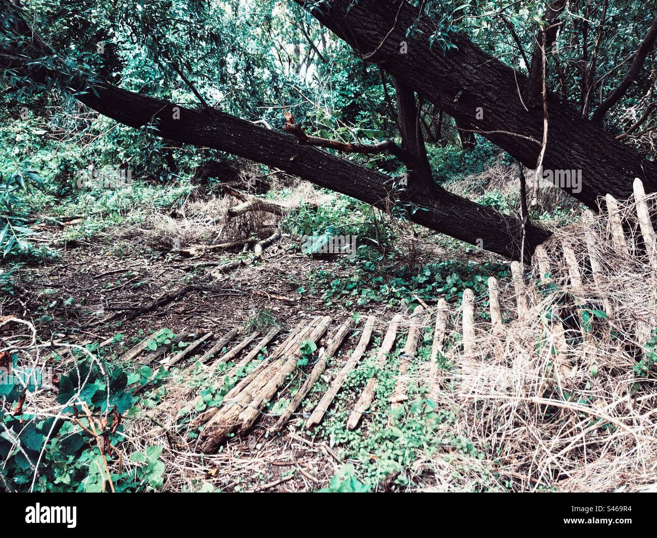 Trees fence hi-res stock photography and images - Alamy