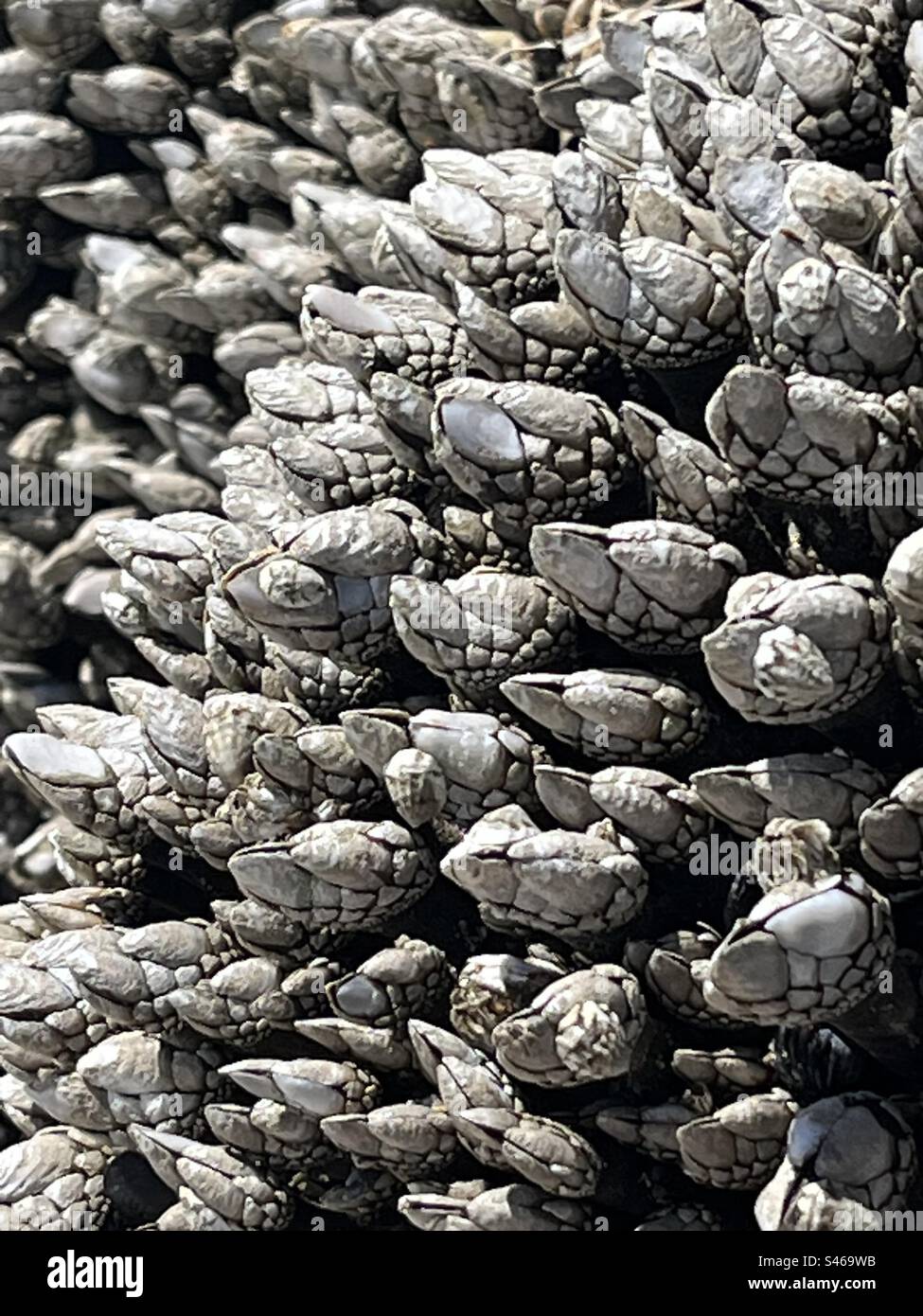 Barnacles on a rock hi-res stock photography and images - Alamy