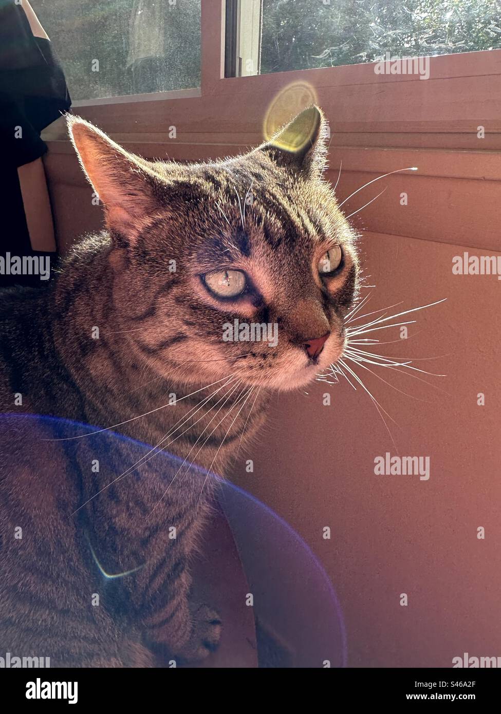 Tabby cat with flare Stock Photo - Alamy