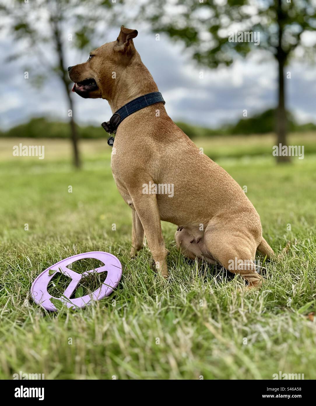 Red staffordshire bull terrier hi-res stock photography and images - Alamy