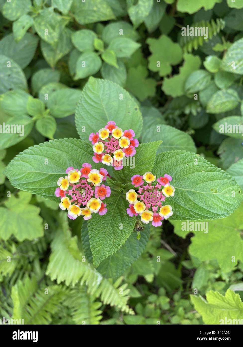 Five leaf flower hi-res stock photography and images - Alamy