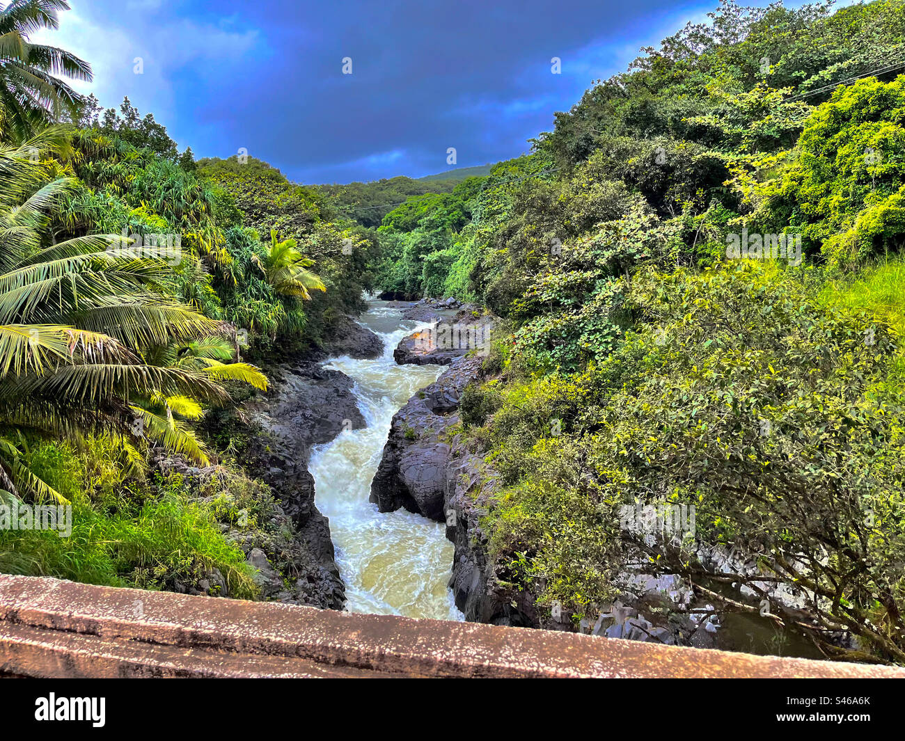 Dense rainforest hi-res stock photography and images - Alamy