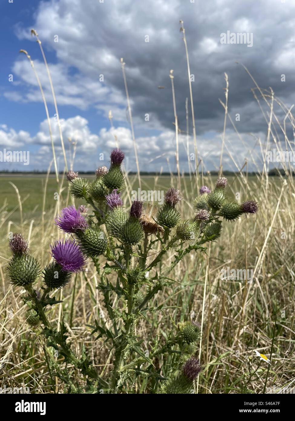 Thistle in nature hi-res stock photography and images - Alamy