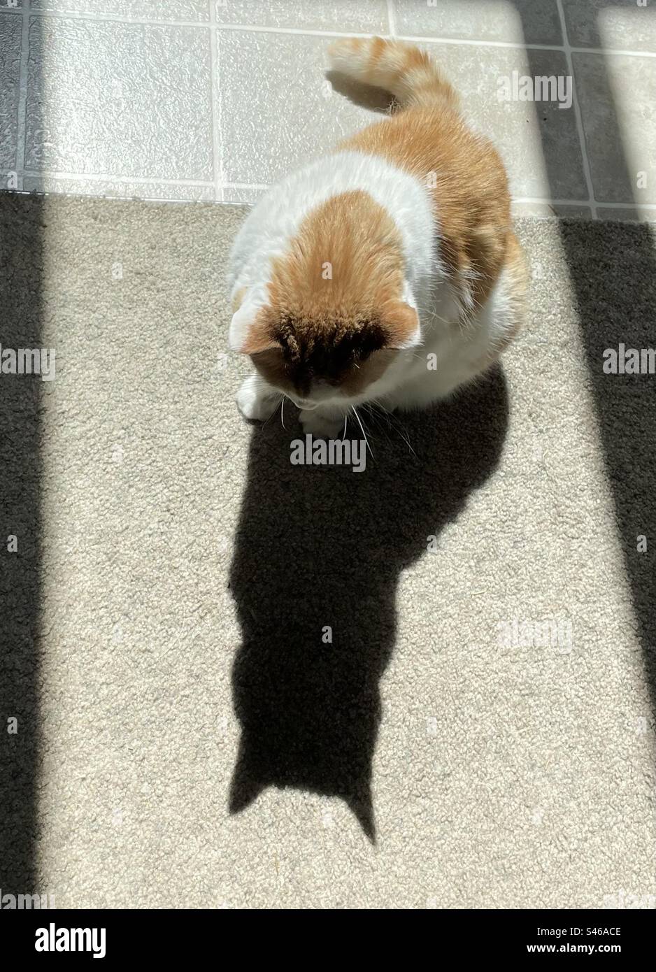 Feline cat family hi-res stock photography and images - Alamy