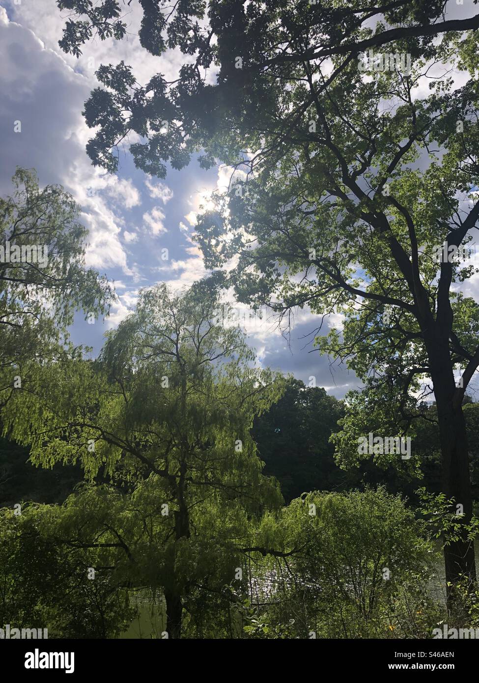 Lush forest landscape Stock Photo - Alamy