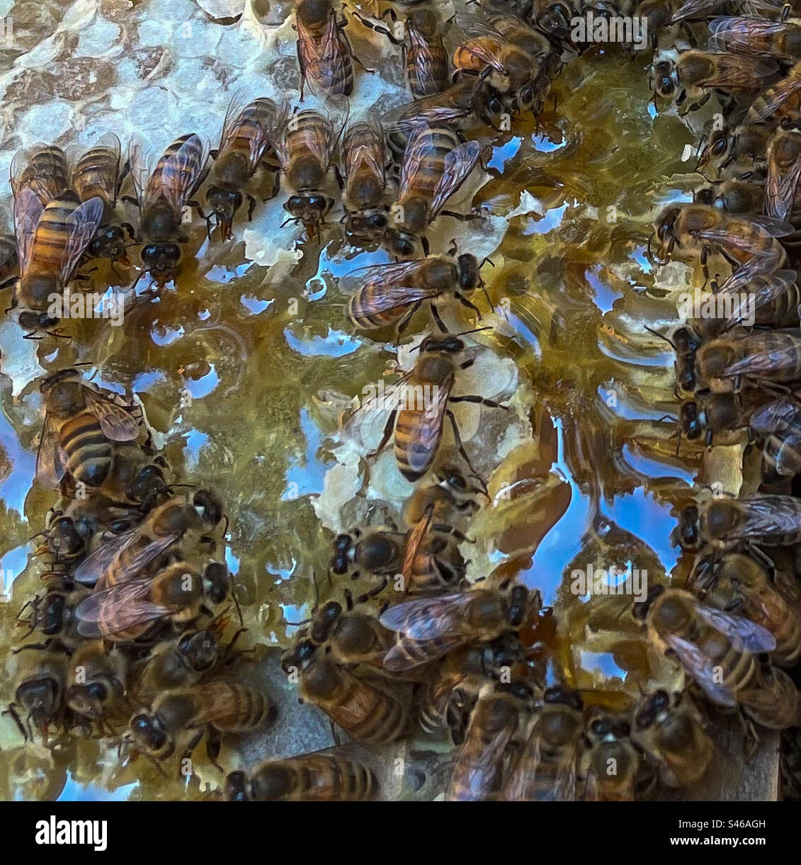Honey bees cleaning up honey Stock Photo - Alamy