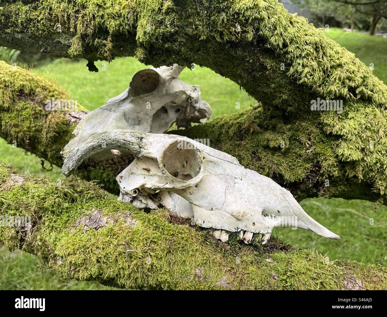 Sheep skulls hi-res stock photography and images - Alamy
