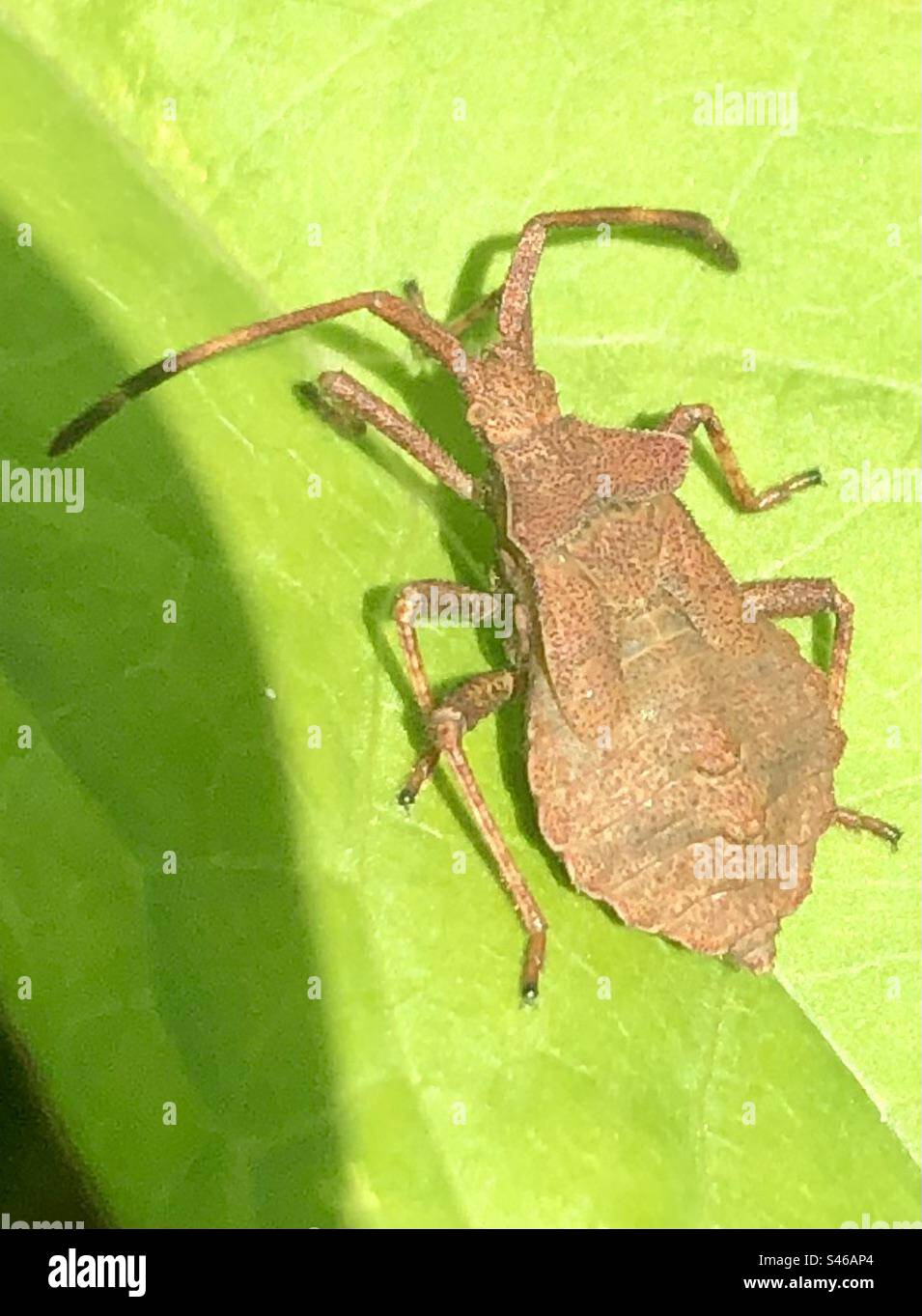 Brown shield bug hi-res stock photography and images - Alamy