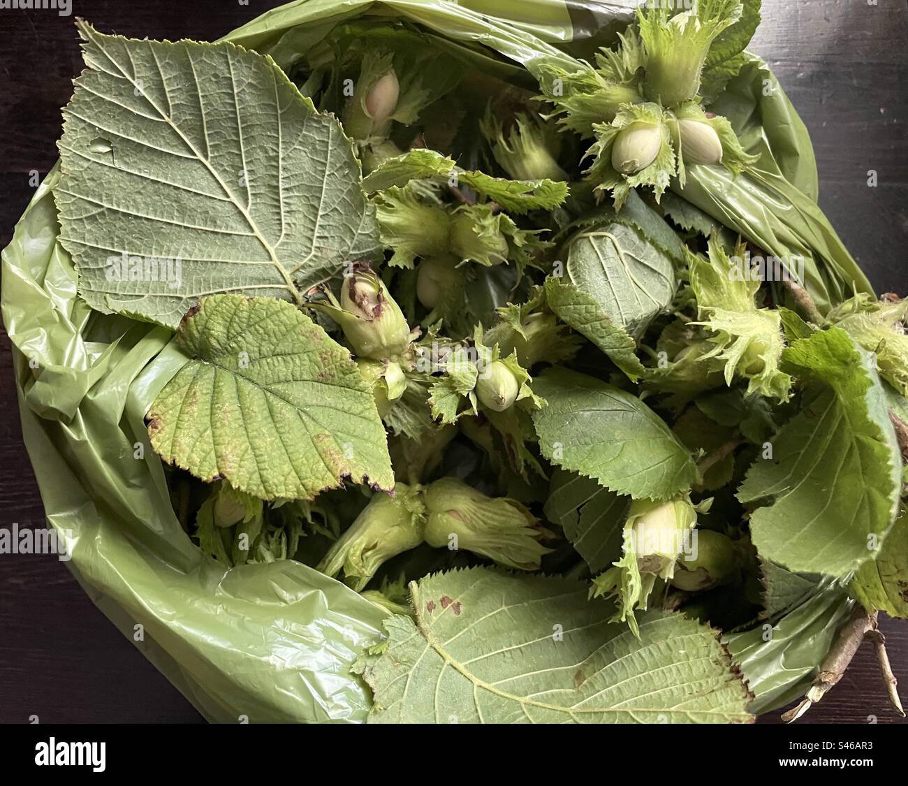 Cobnut tree hi-res stock photography and images - Alamy