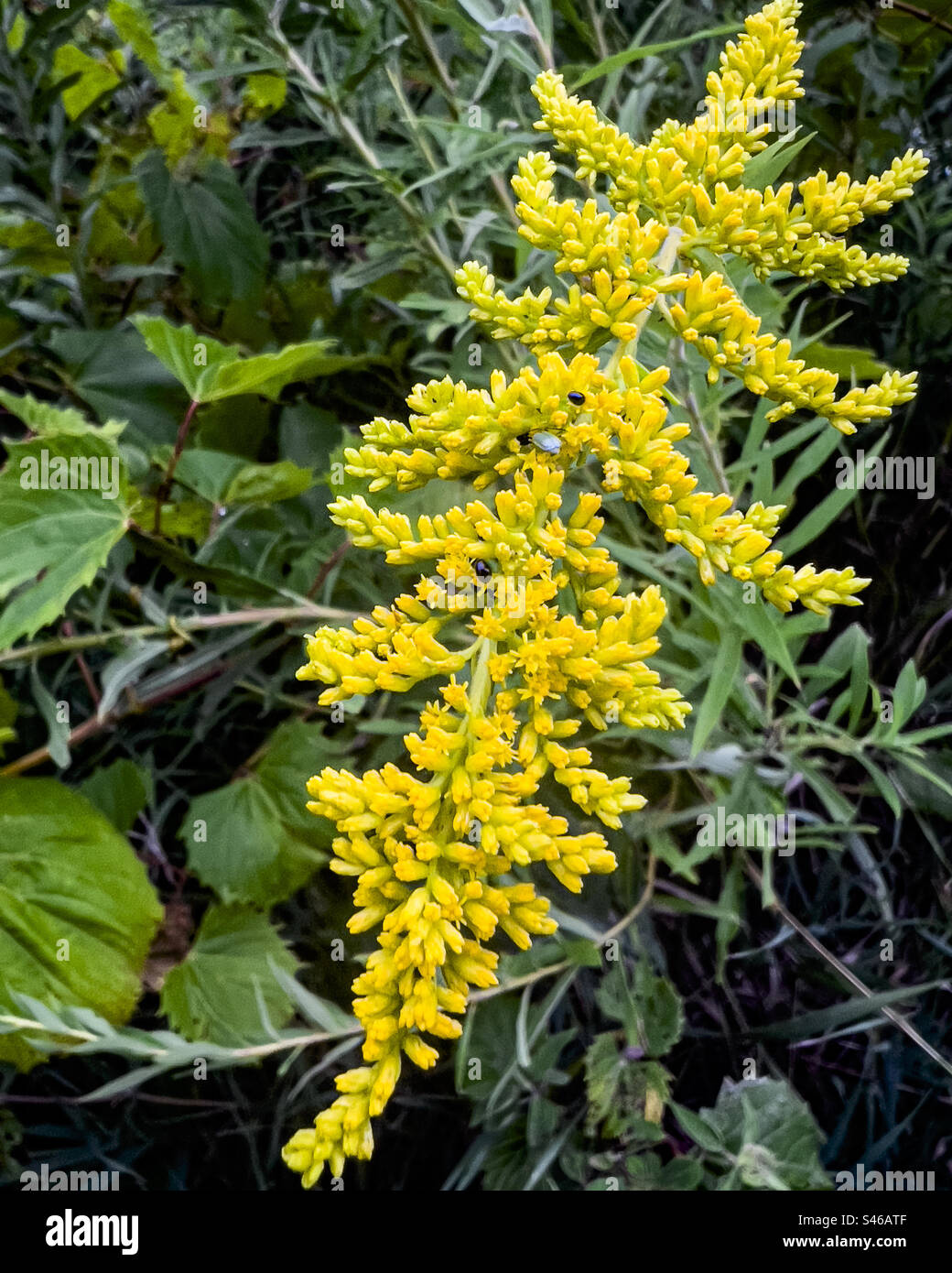 Canada golden rod hi-res stock photography and images - Alamy