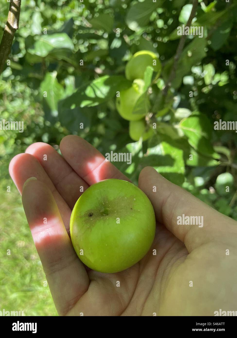 Tree foraging hi-res stock photography and images - Alamy