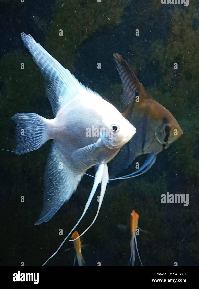 Trivandrum aquarium hi-res stock photography and images - Alamy