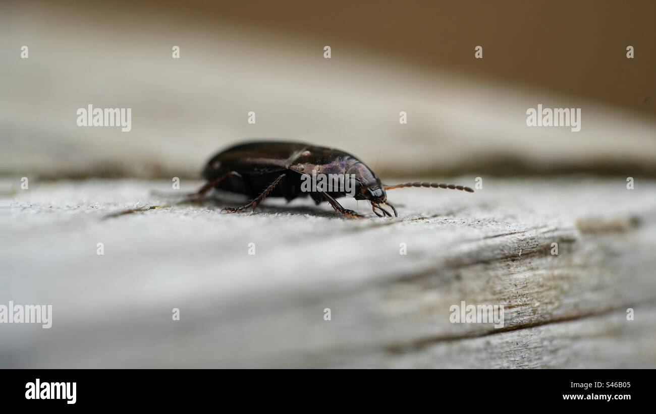 Mites on beetles back hi-res stock photography and images - Alamy