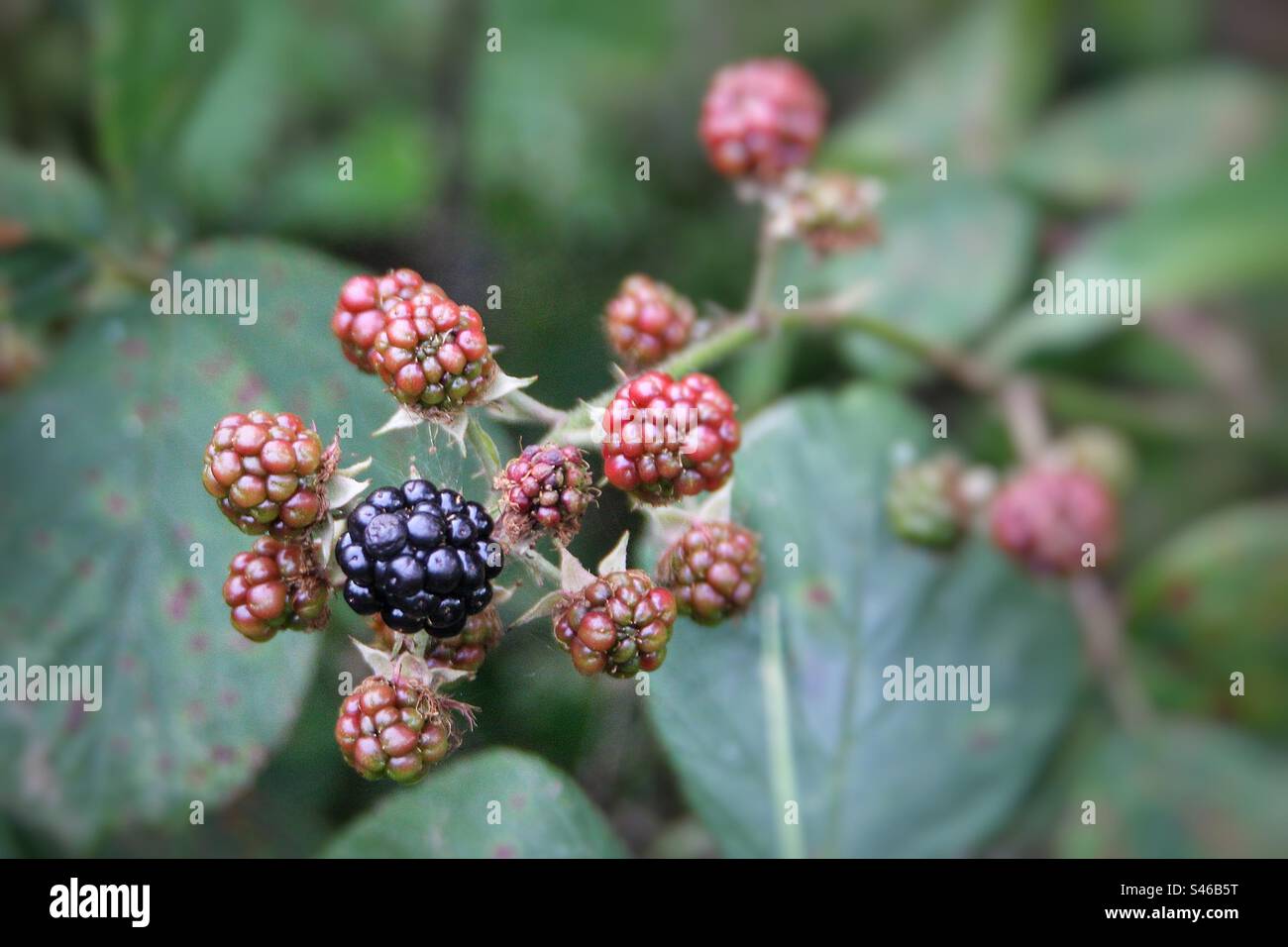 Brambles and thorns hi-res stock photography and images - Alamy