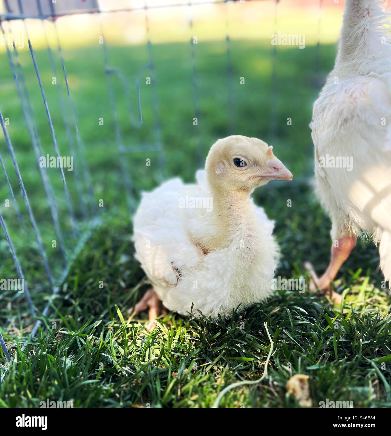 Baby turkey hi-res stock photography and images - Alamy