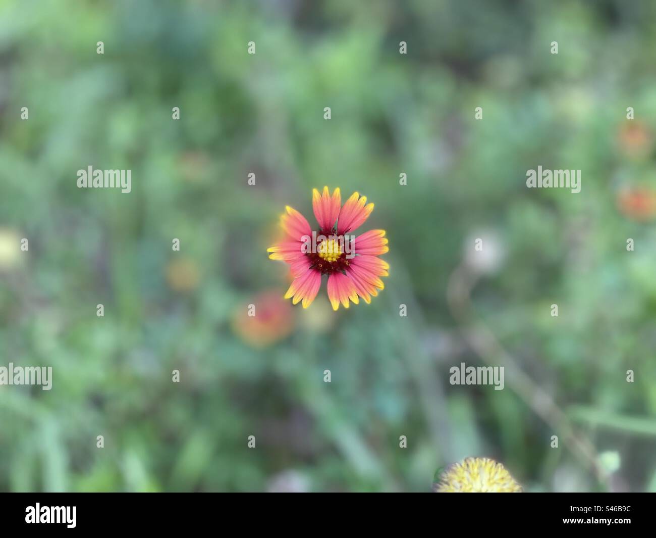 Texas wildflower picture hi-res stock photography and images - Alamy
