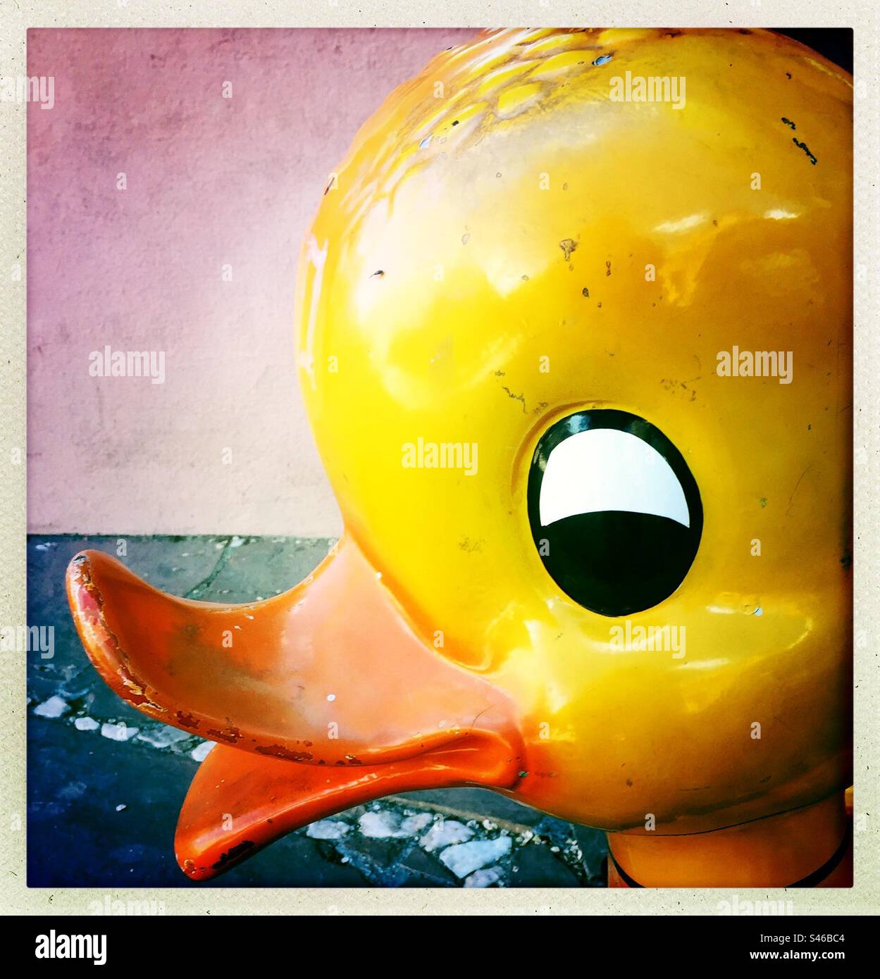 Duck face close up hi-res stock photography and images - Alamy