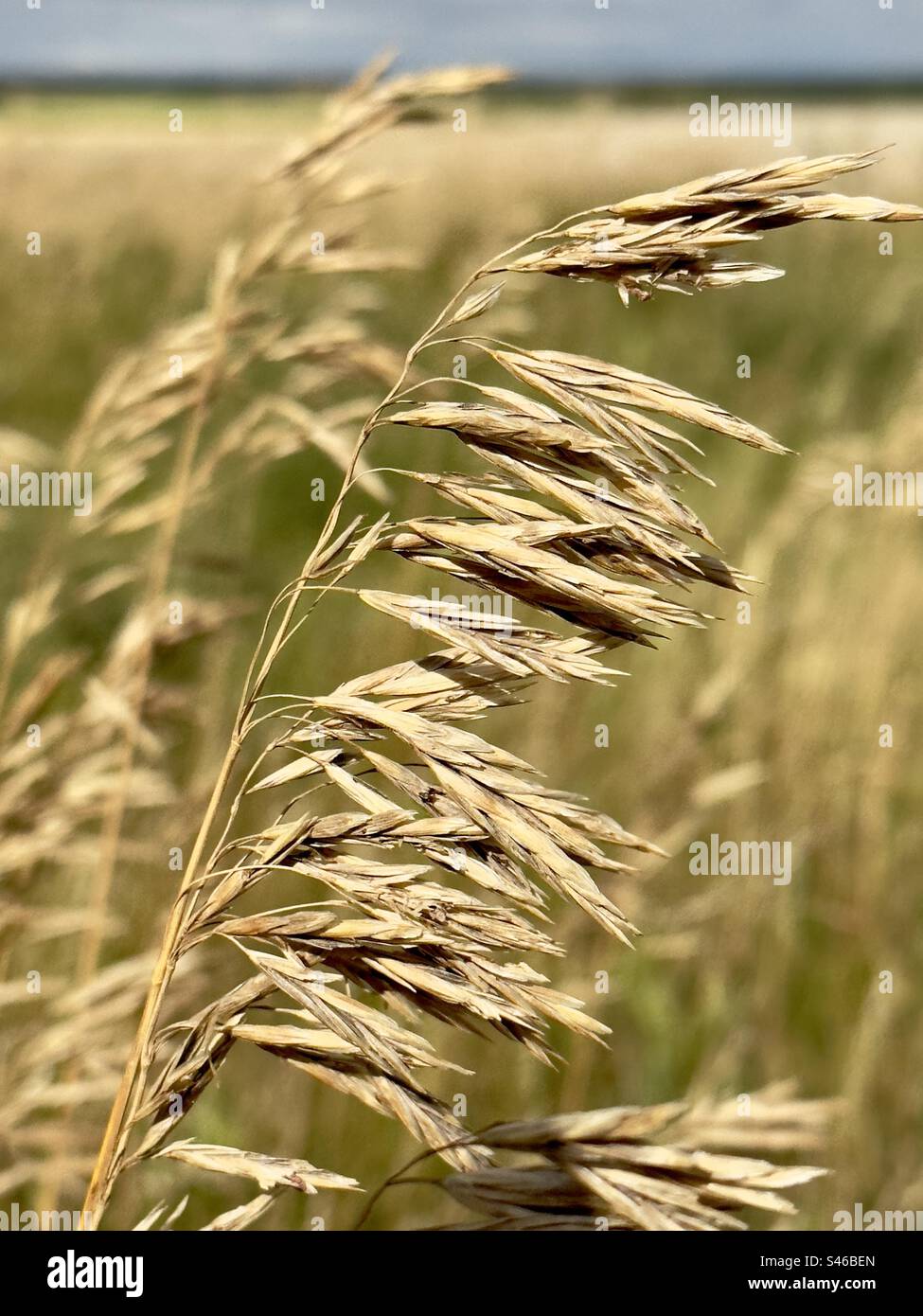 Prairie grass close hi-res stock photography and images - Alamy
