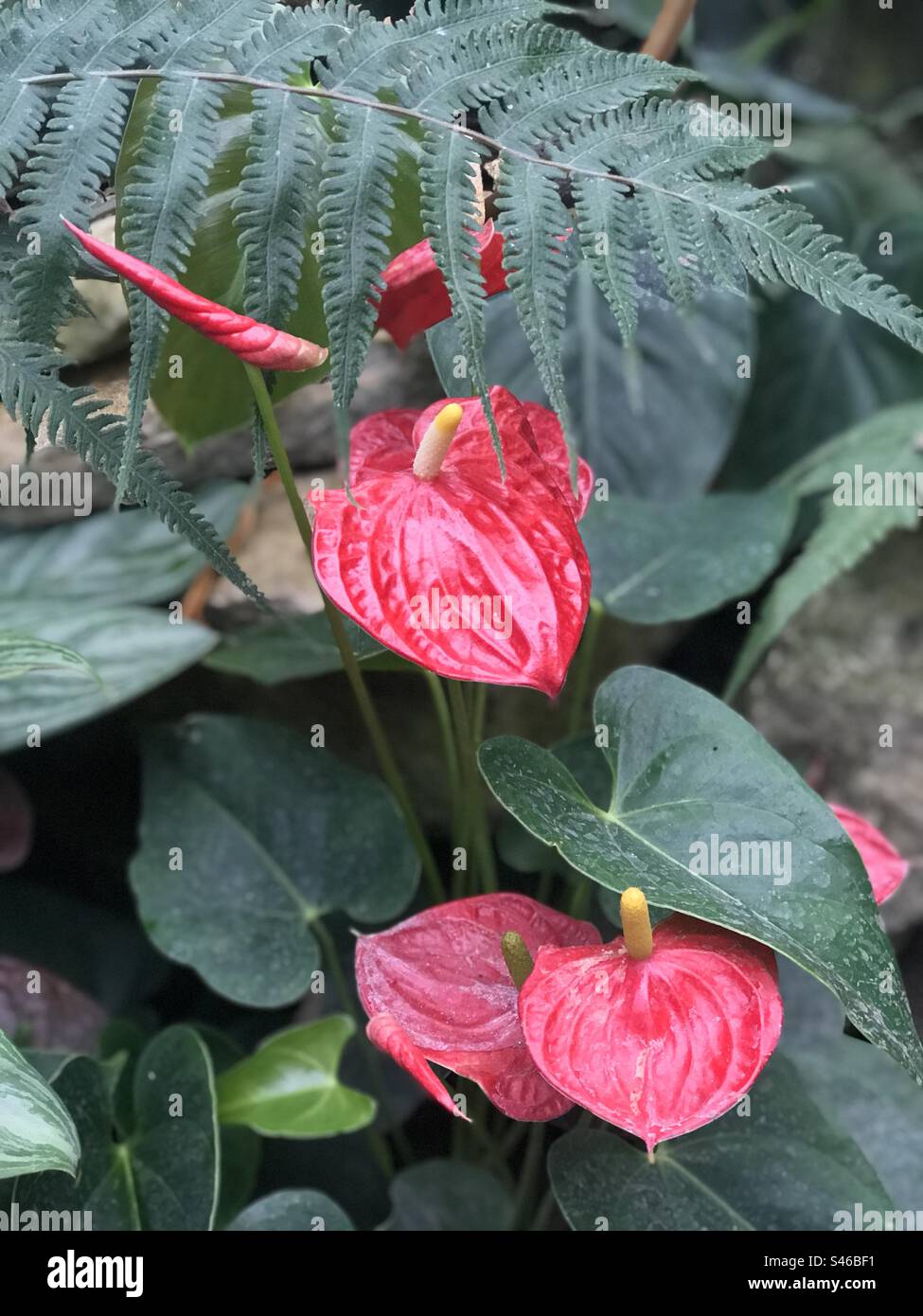 Scarlet anthurium hi-res stock photography and images - Alamy