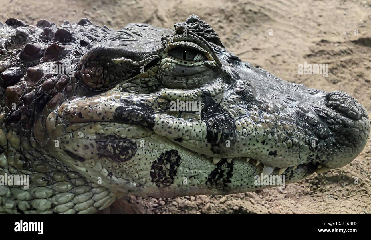 Caiman teeth smartphone stock photos and images - Alamy