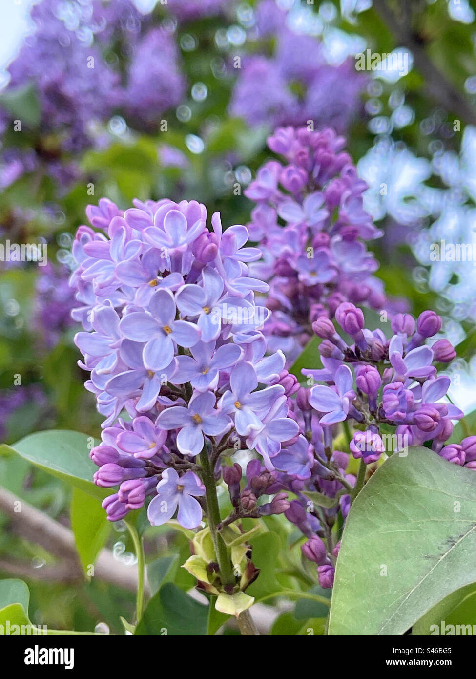 Planta lila hi-res stock photography and images - Alamy