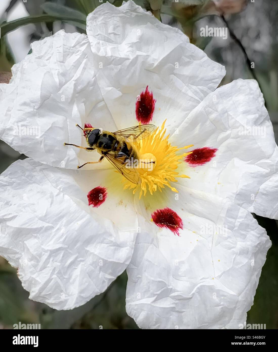 Bee gum hi-res stock photography and images - Alamy