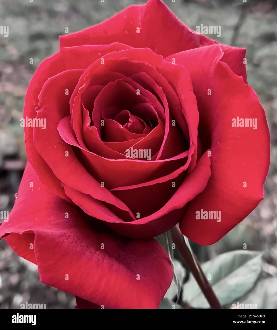 Rose plant cycle hi-res stock photography and images - Alamy