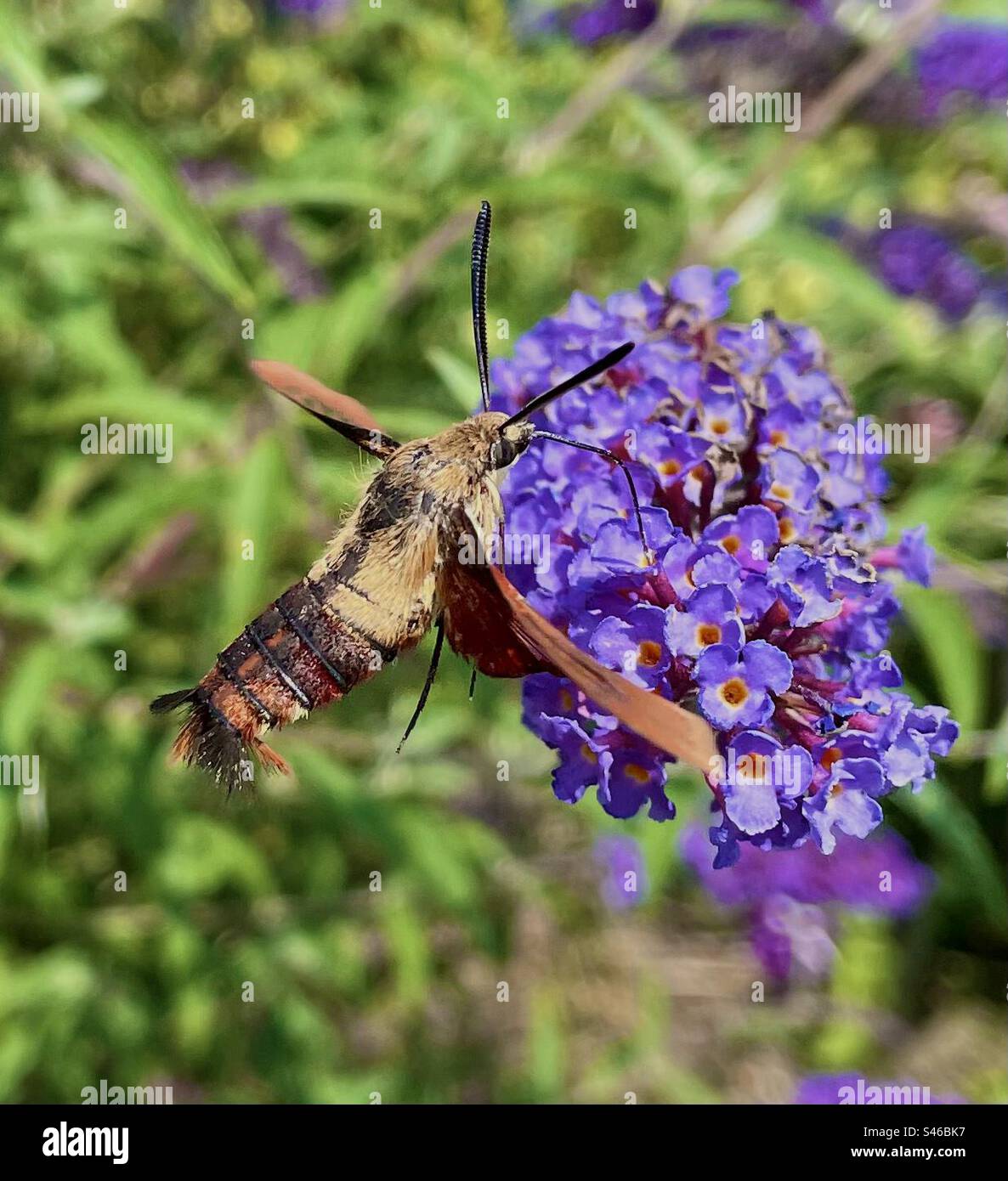 Hummingbird moth on butterfly bush hi-res stock photography and images ...