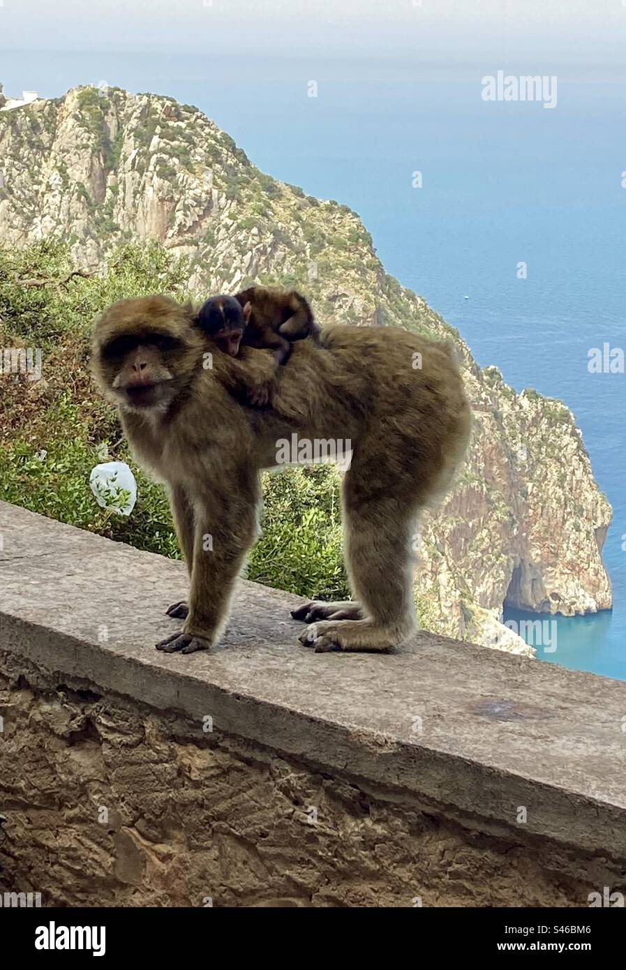 Sea monkey hi-res stock photography and images - Alamy