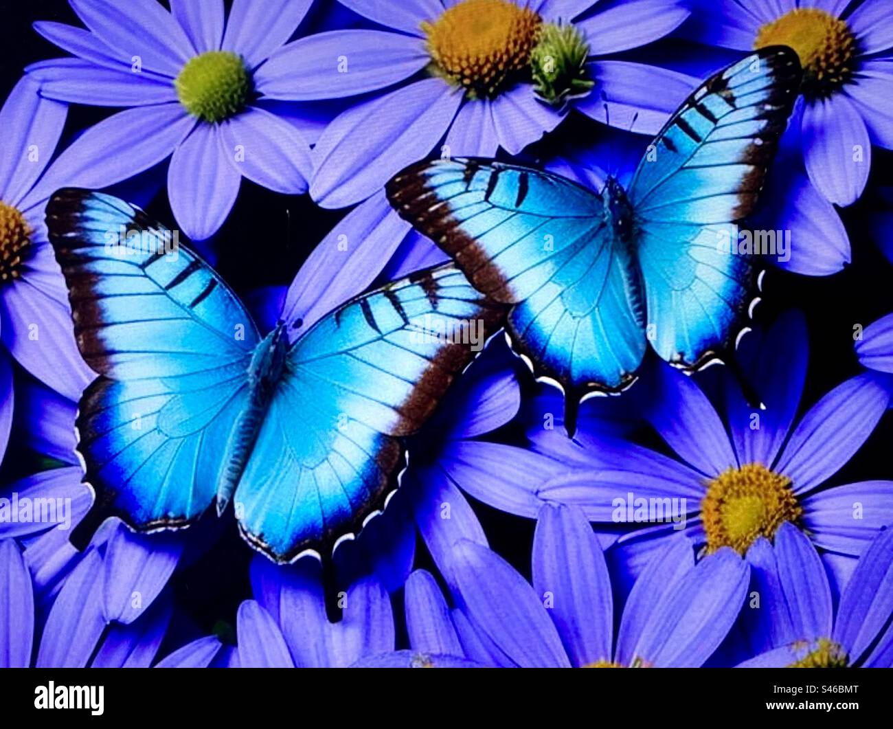 Blue Butterfly And Flower