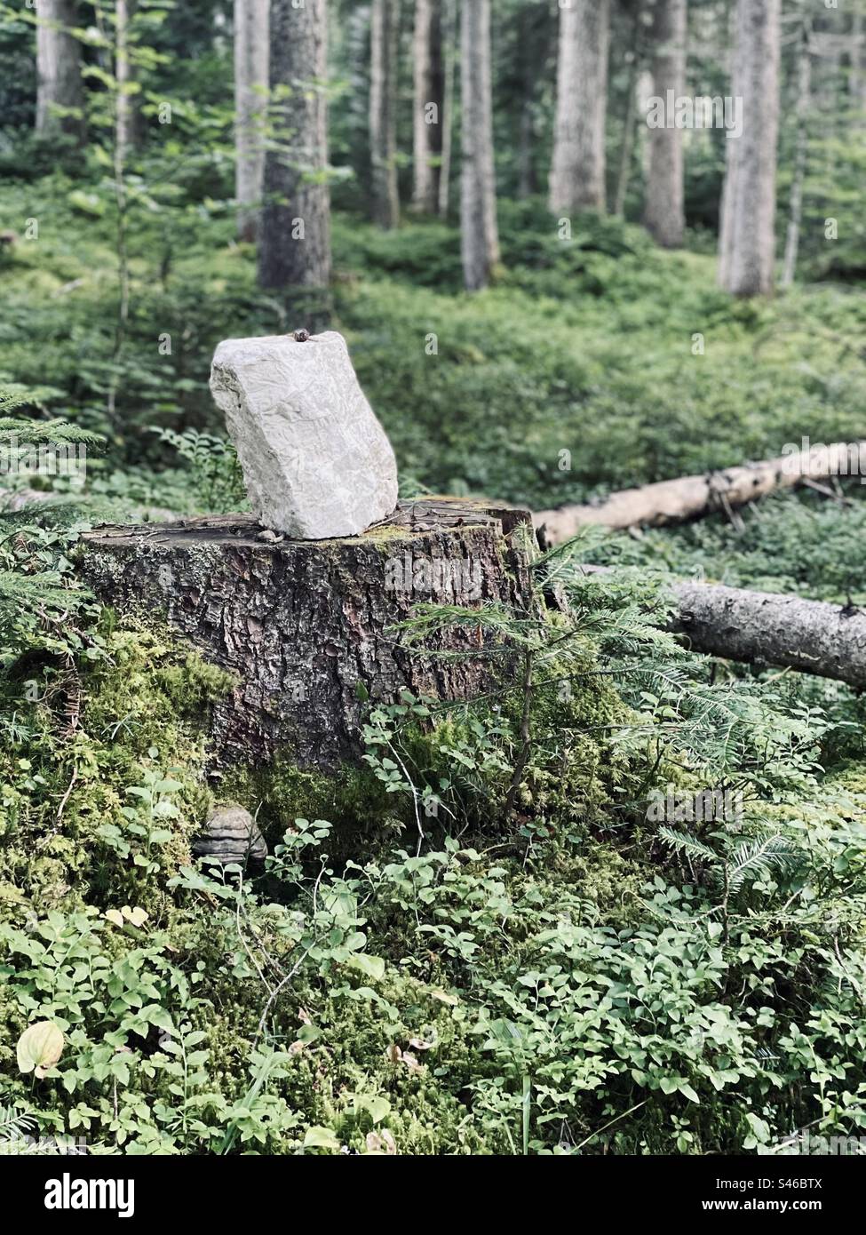 Tree stump stone hi-res stock photography and images - Alamy