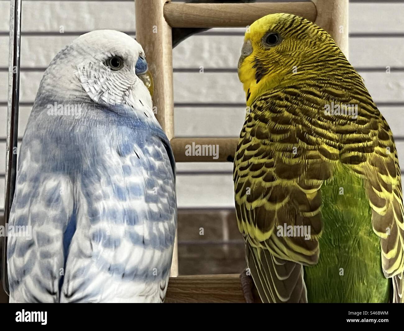White parakeet hi-res stock photography and images - Alamy