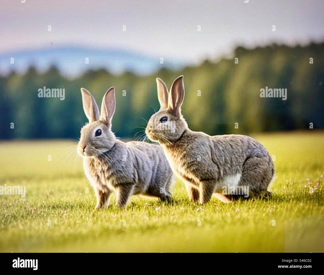 S46c02 hi-res stock photography and images - Alamy