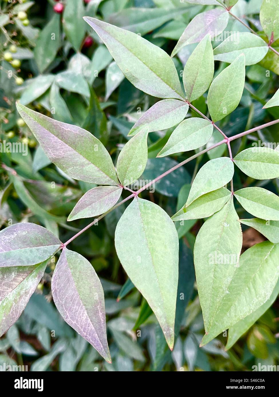 Ramas verdes hi-res stock photography and images - Alamy