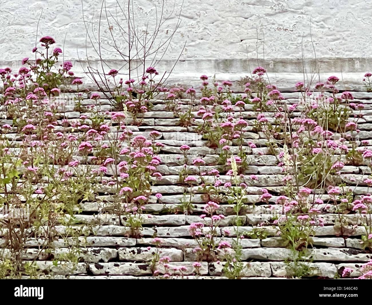 Stone wall with weed hi-res stock photography and images - Alamy