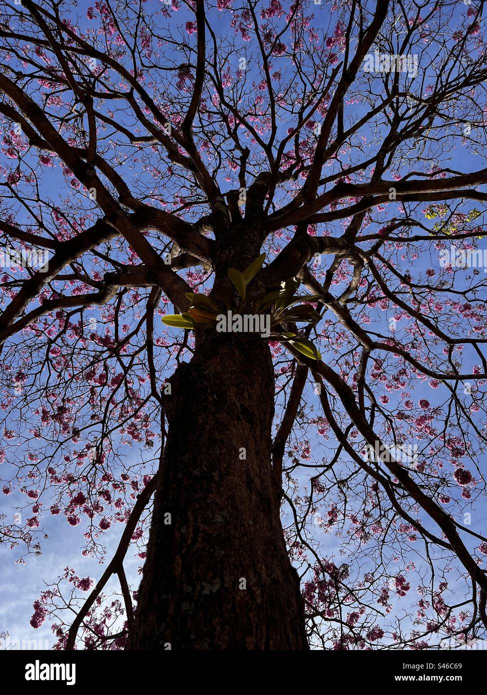 Ipe tree hi-res stock photography and images - Alamy