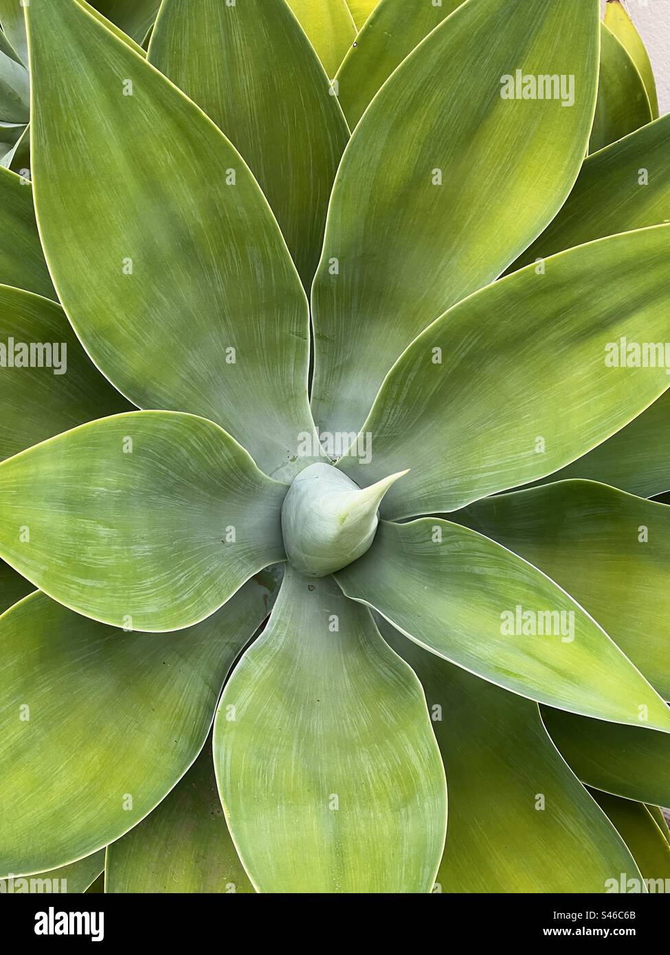 Foliage dry hi-res stock photography and images - Alamy