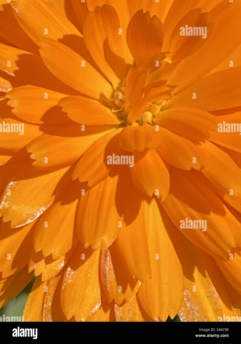 Orange blossom detail hi-res stock photography and images - Alamy