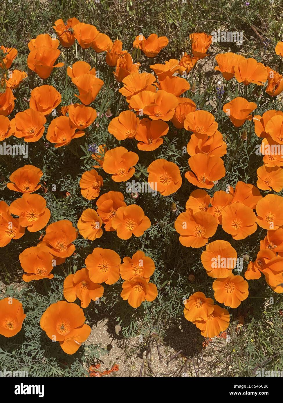 Orange poppy hi-res stock photography and images - Alamy