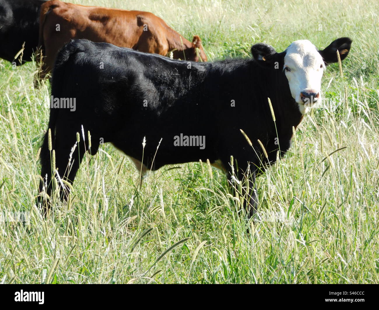 Baldie cattle hi-res stock photography and images - Alamy