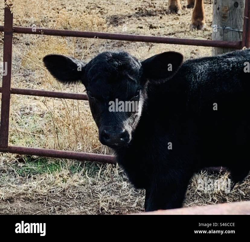 Calf angus hi-res stock photography and images - Alamy