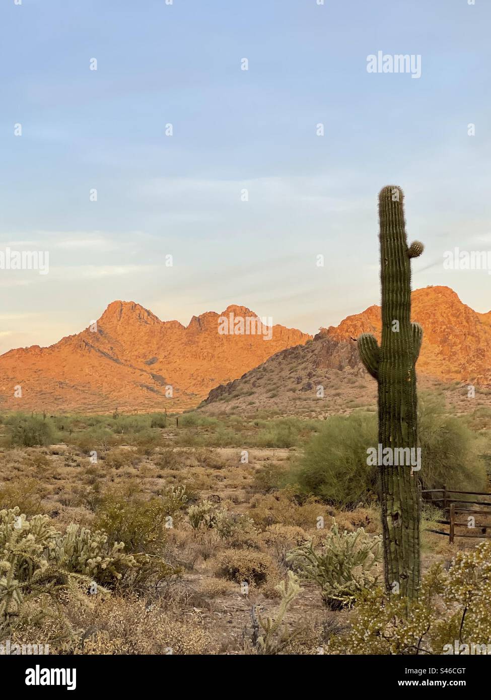 Towering Saguaro cactus, Piestewa Peak and surrounding mountains ...