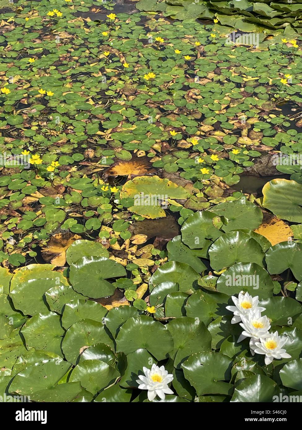 Nymphaea alba, the white waterlily, European white water lily or white ...
